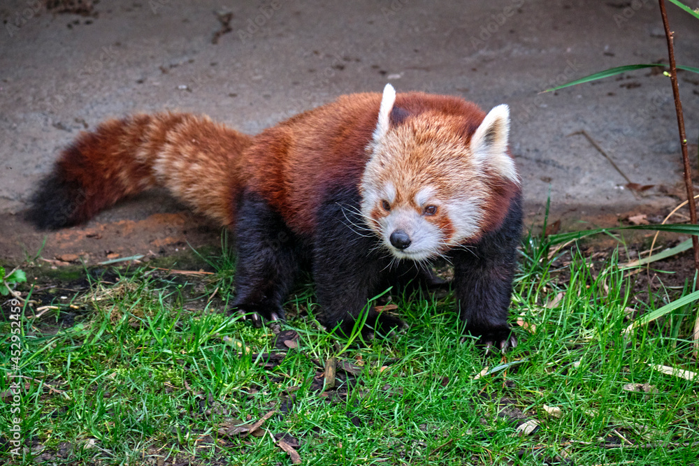 Nepalesischer Roter Panda ( Ailurus fulgens ), auch Kleiner Panda ...
