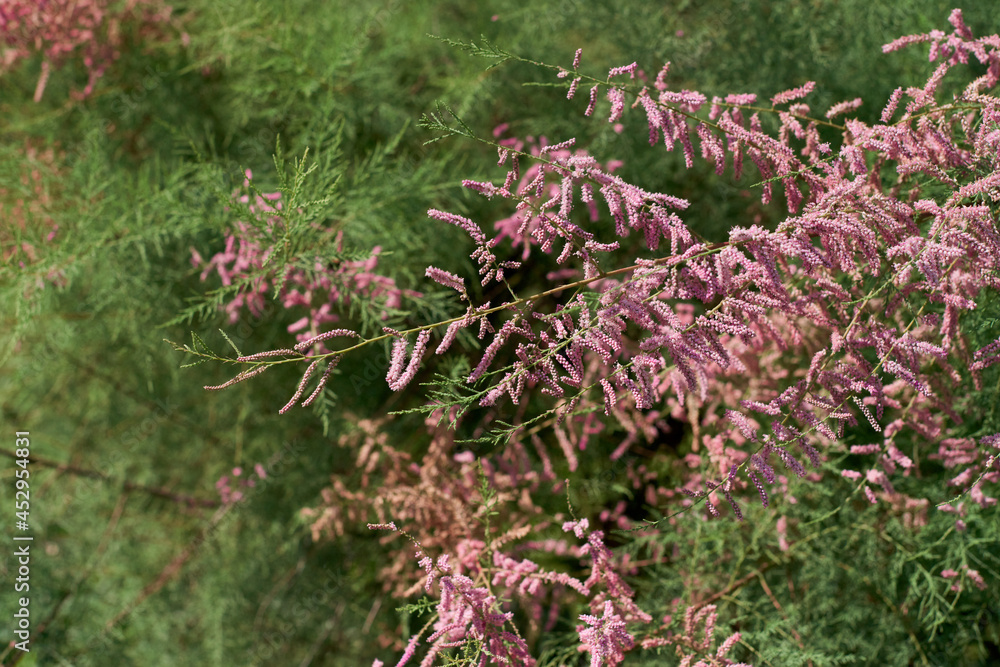 Tamarisk pink flowering shrub branches, Tamarix parviflora, detail of ...