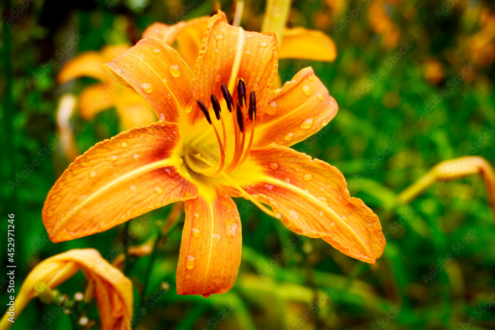 Hemerocallis fulva (Tawny Daylily, Orange Daylily, Tiger Daylily, Ditch ...
