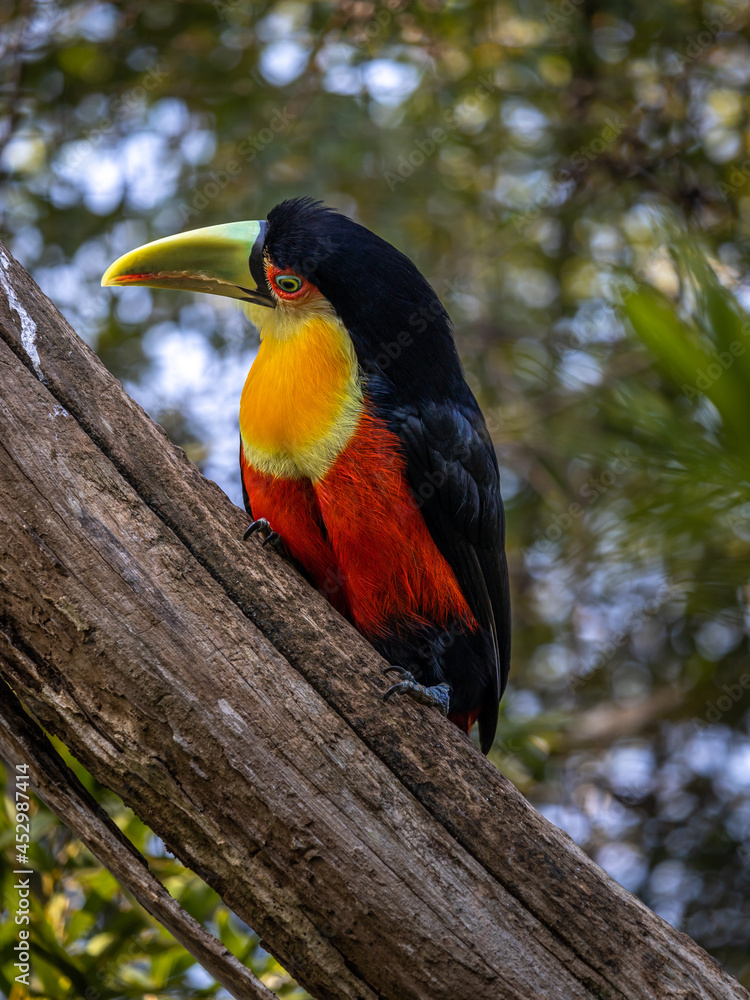 O tucano-de-bico-verde (Ramphastos dicolorus) é uma espécie de tucano ...