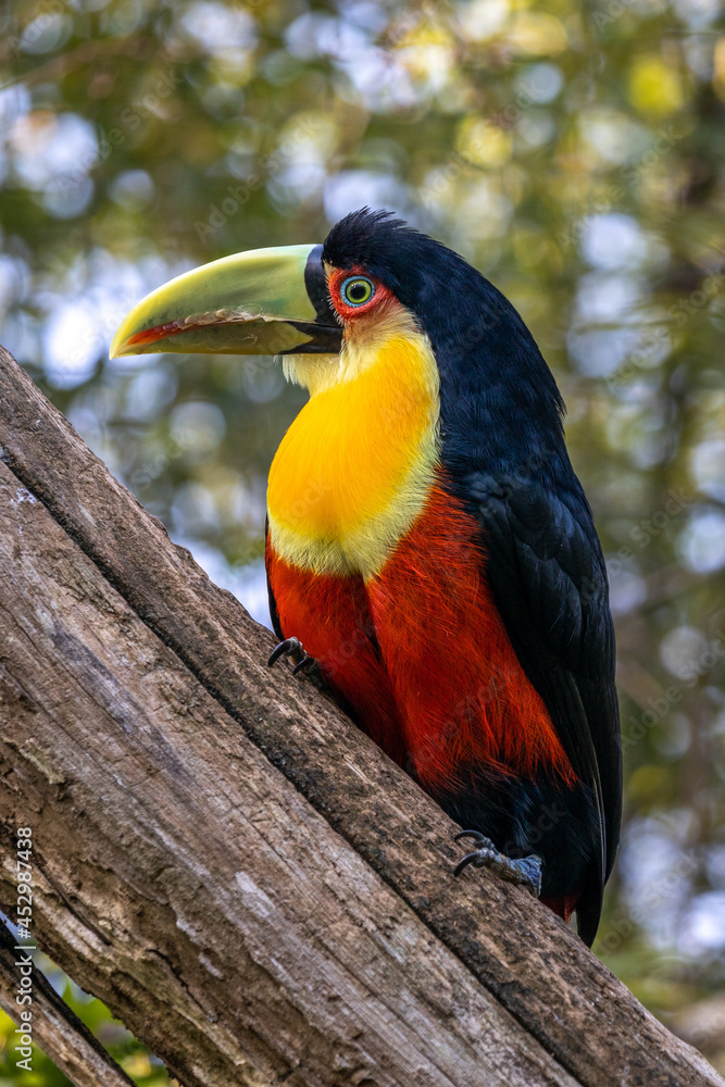 O tucano-de-bico-verde (Ramphastos dicolorus) é uma espécie de tucano ...