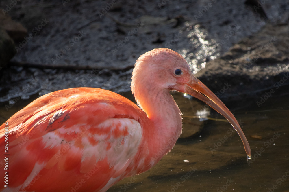 Foto de Guará, ave da america do sul de uma cor vermelho e rosa muito ...