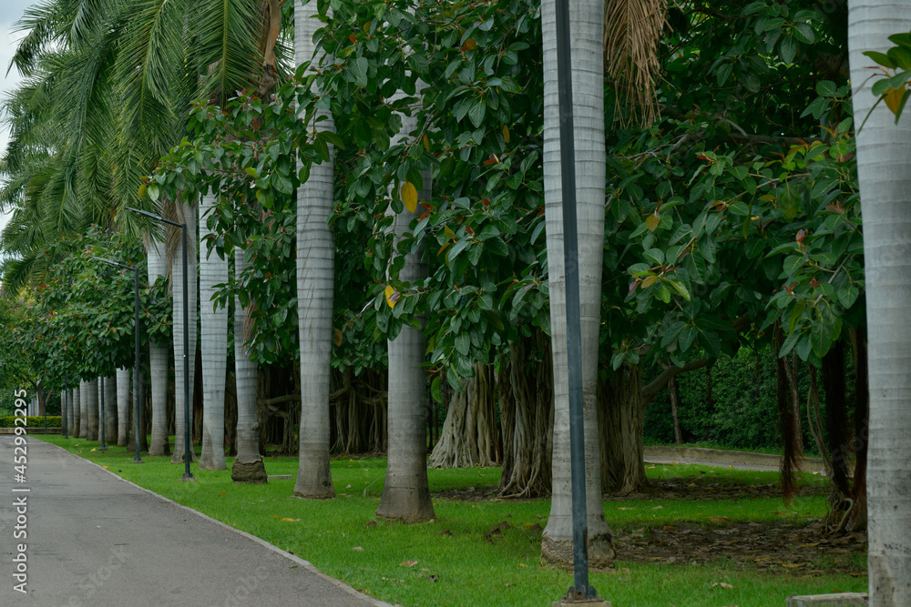 arboles hermosos en sinaloa en el jardin botanico Stock Photo | Adobe Stock