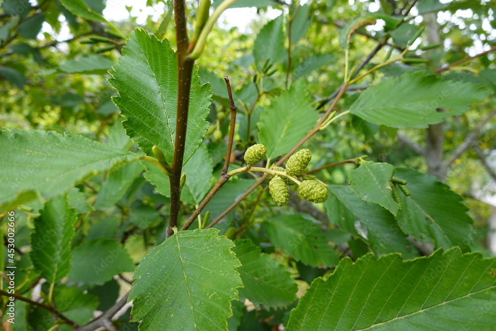 Red alder (Alnus rubra), also called Oregon alder, western alder, and ...