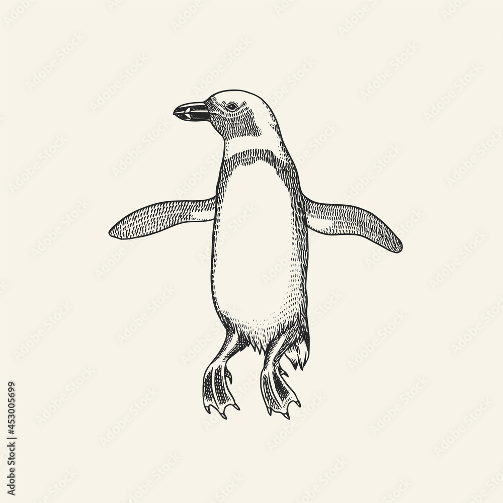 African penguin Magellanic Humboldt Galapagos chick. Cute small animal ...