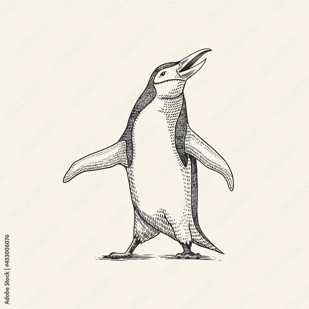 Chinstrap penguin. Adelie Gentoo bird. Vector graphics black and white ...
