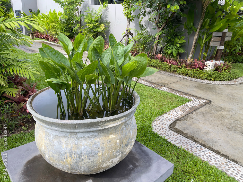 The spade-leaf sword or creeping Burhead or Texas Mud Baby (Echinodorus ...