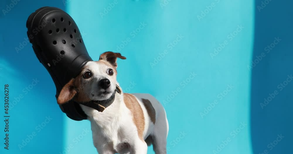 Cute spotted dog with black foam clog on head sticking out tongue and ...