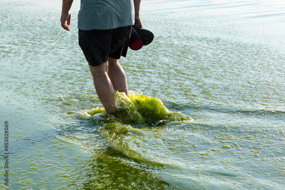 Algae sea pollution. Adult man walk in muddy green water with seaweed ...