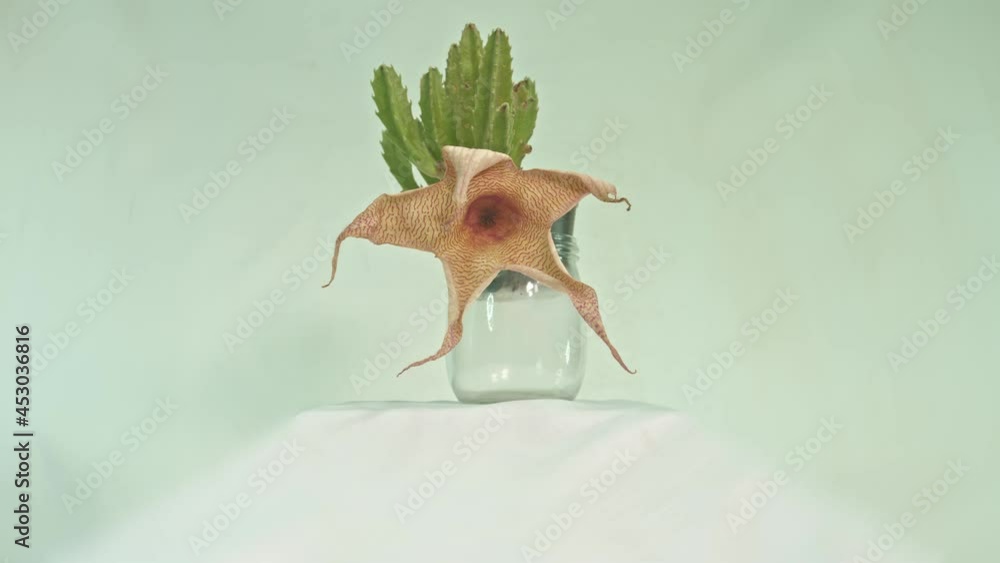 Vidéo Stock .time lapse A large cactus shaped like a starfish withering ...