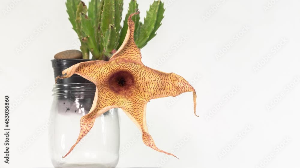 .time lapse A large cactus shaped like a starfish withering. white ...