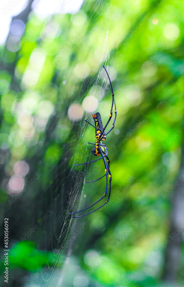 Black and yellow spider sitting on the web with green background. Black ...