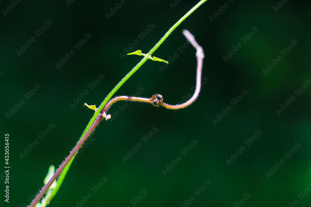 Small common jumping spider. Jumping spiders are a group of spiders ...