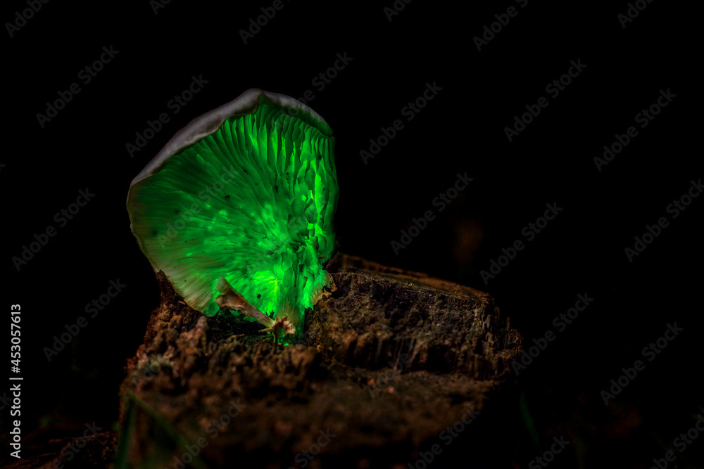 Ghost mushroom (Omphalotus nidiformis) a bioluminescent fungus SW ...