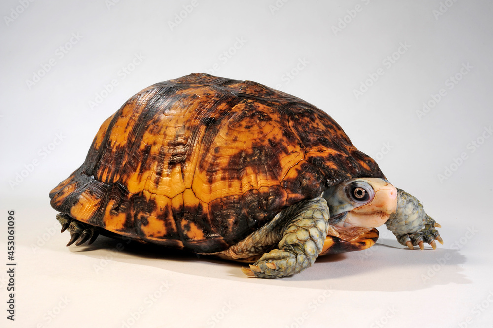 Yucatan-Dosenschildkröte // Yucatán box turtle (Terrapene carolina ...