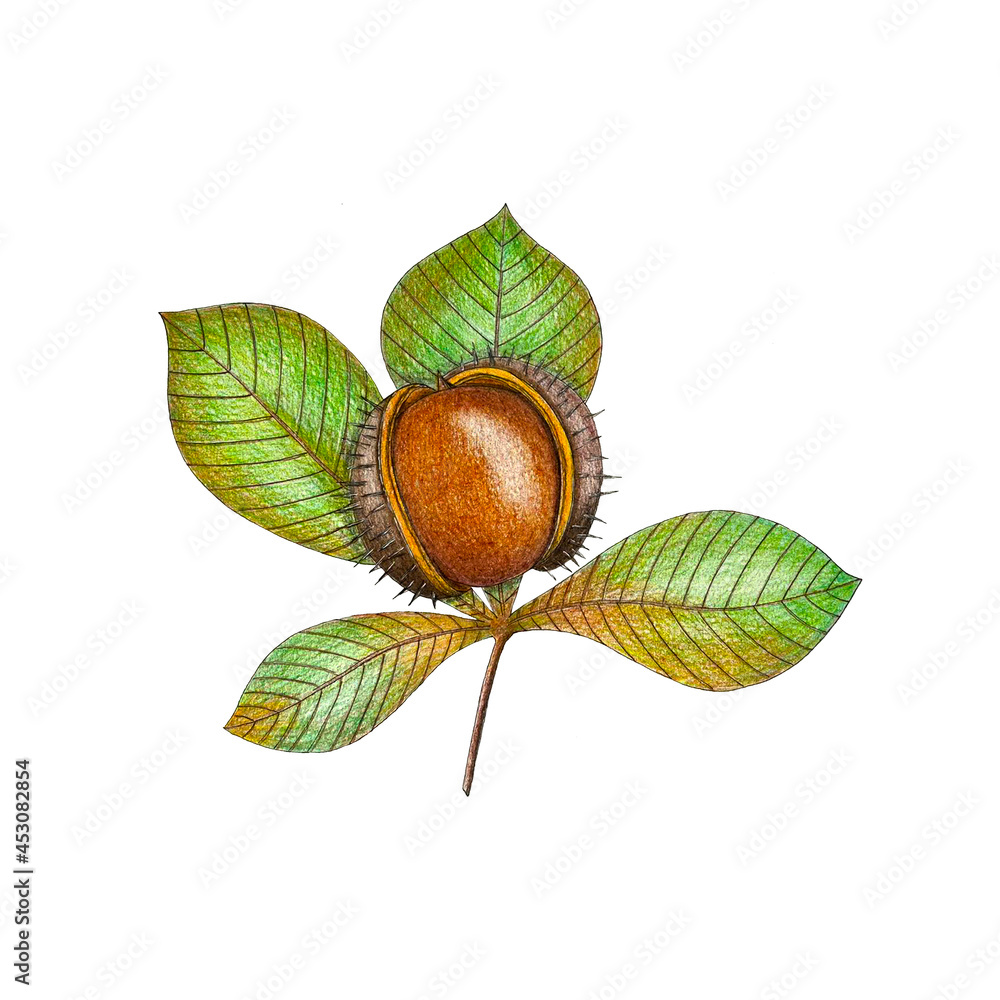 Drawing of an chestnut . Watercolor and pencil art. Branch with plant ...
