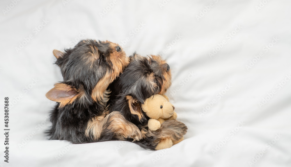 Workshire terrier puppies sleep together under a white blanket on a bed ...