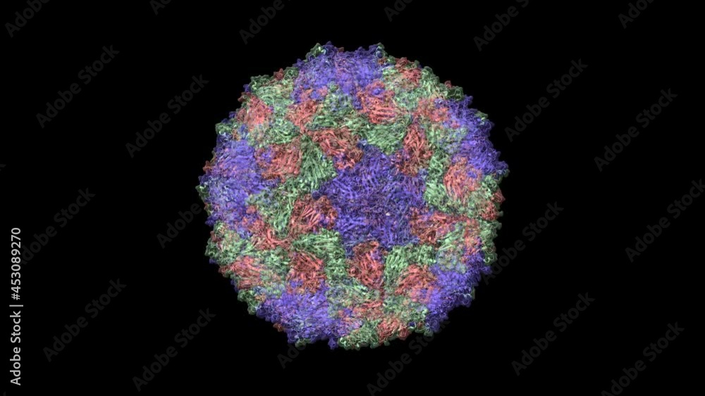 Crystal structure of human cardiovirus SAFV-3, animated 3D cartoon and ...