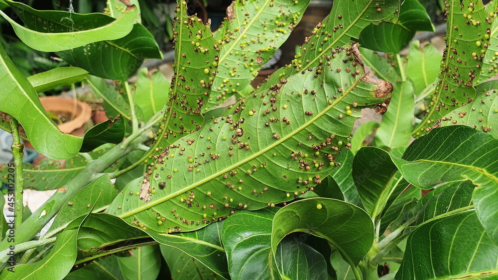 Fototapeta Underside of mango leaves are the round eggs of Erosomyia ...