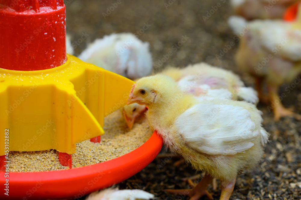 Little yellow chicks in close farm, temperature and light control ...