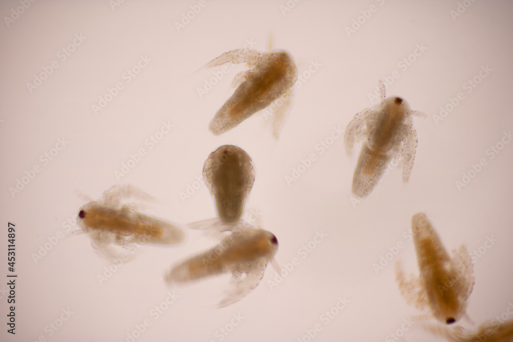 Artemia larvae in light microscope, Artemia plankton under a microscope ...