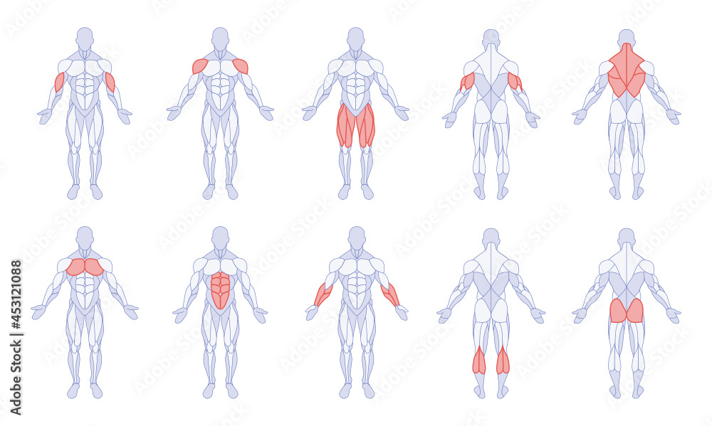 Male anatomy with training body parts figure standing front and back ...