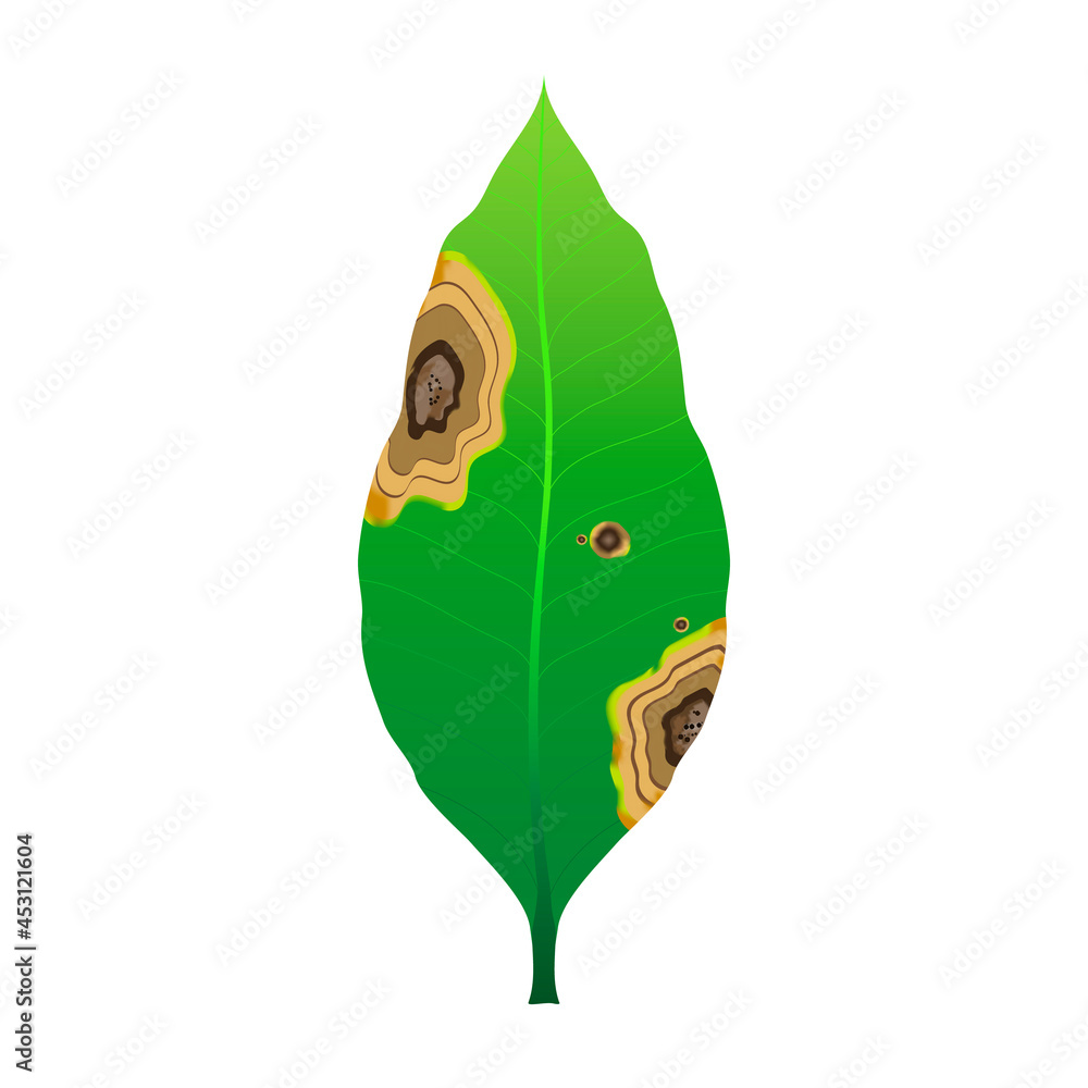 Mango leaf are damaged by Anthracnose pathogen or Colletotrichum Fungi ...