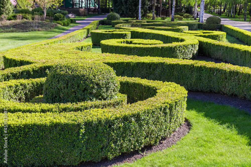 Ornamental trimmed shrubs of boxwood curls shape in spring park Stock ...