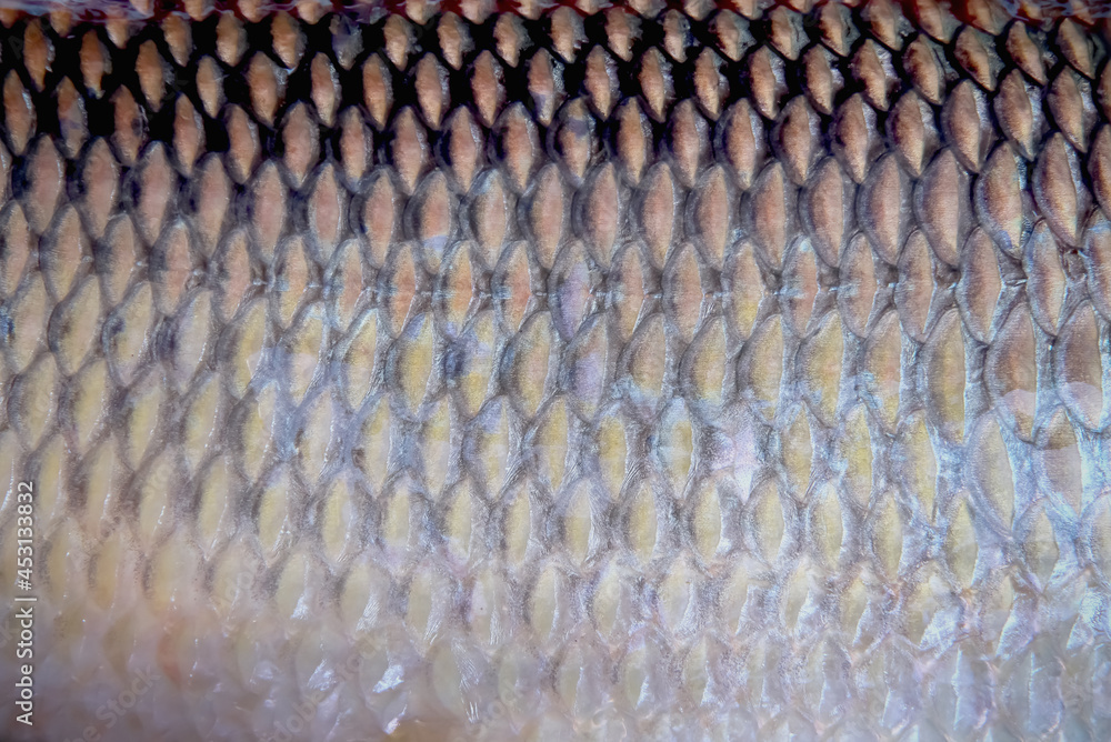 Scale texture with natural seamless patterns of common silver carb fish ...