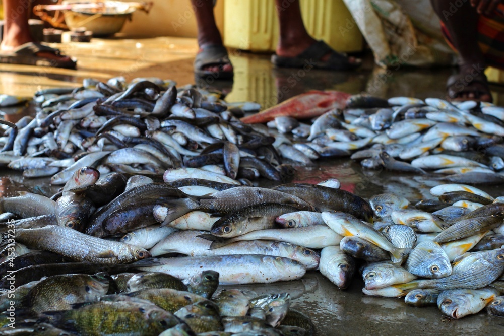 Bunch of fish of different varieties are loaded in fish market in india ...