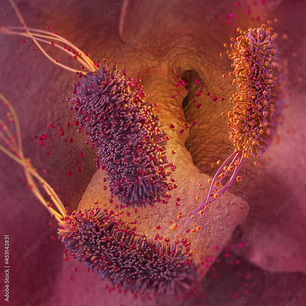 Medical background, lophotrichous bacteria with a monopolar arrangement ...