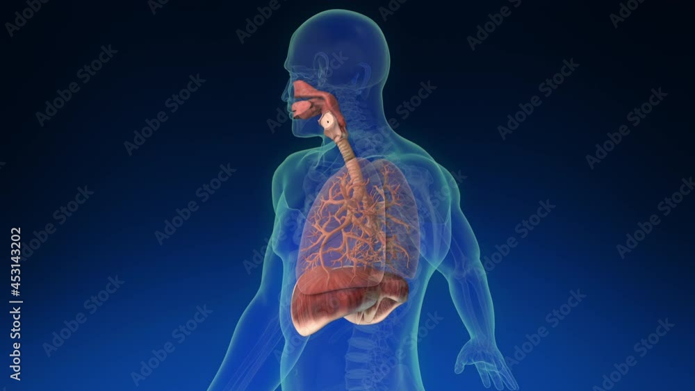 Medical 3d animation of the human lung inside human body with its parts ...