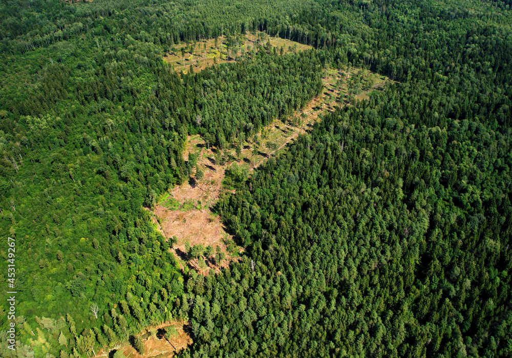 Drone at forest near of cut trees. Quadcopter tracking illegal ...