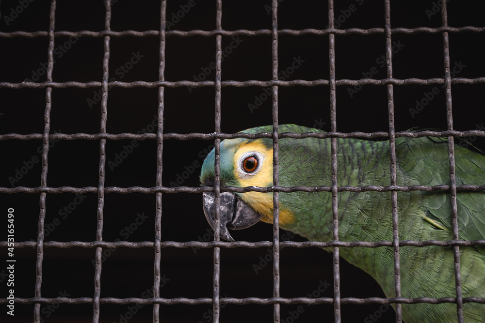 Maritaca, Brazilian bird of the parrot species. Trapped animal ...