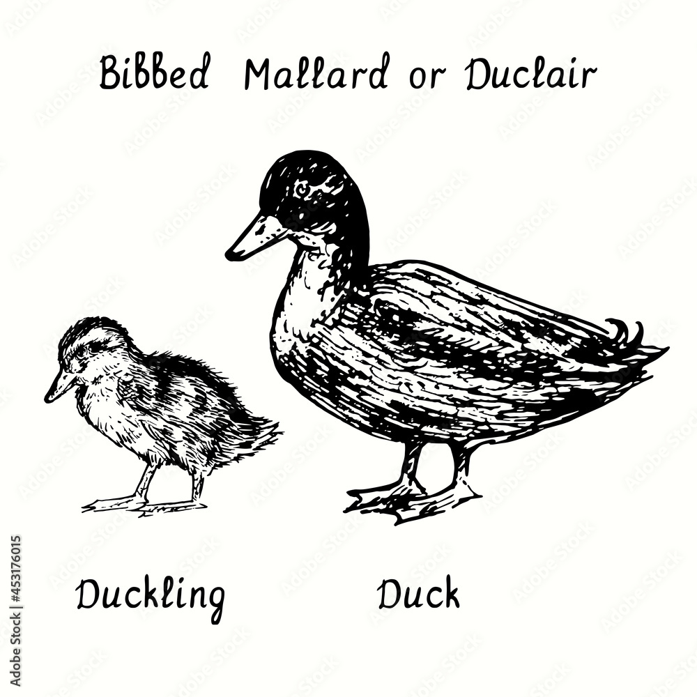 Bibbed Mallard or Duclair Duck and duckling standing side view. Ink ...