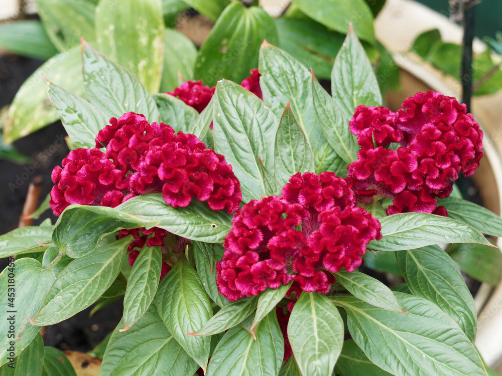 Celosia argentea cristata - Cockscomb, ornamental plant with ...