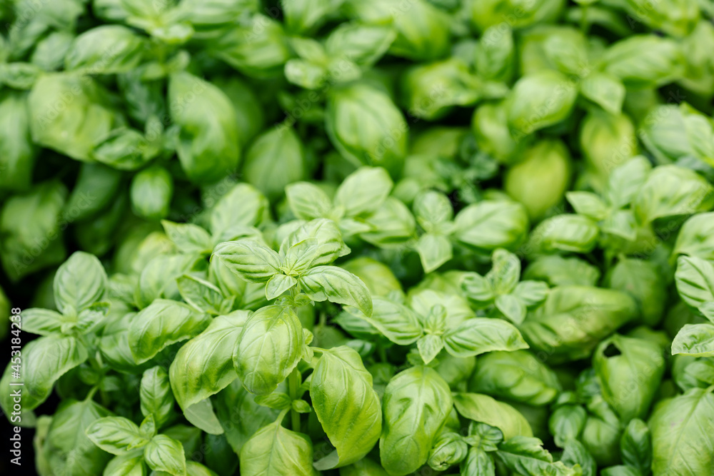 Top-down picture of Genovese basil plants. Basil (Ocimum basilicum ...