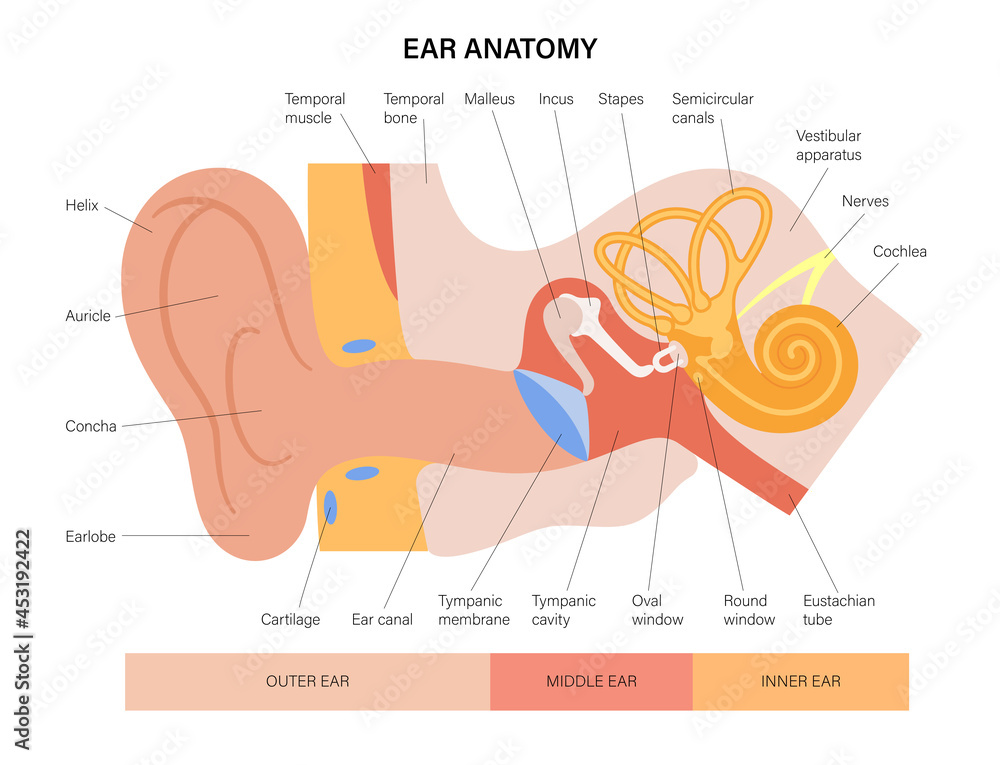 Ear anatomy diagram Stock Vector | Adobe Stock