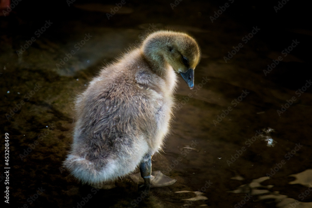 the ugly duckling Stock Photo | Adobe Stock