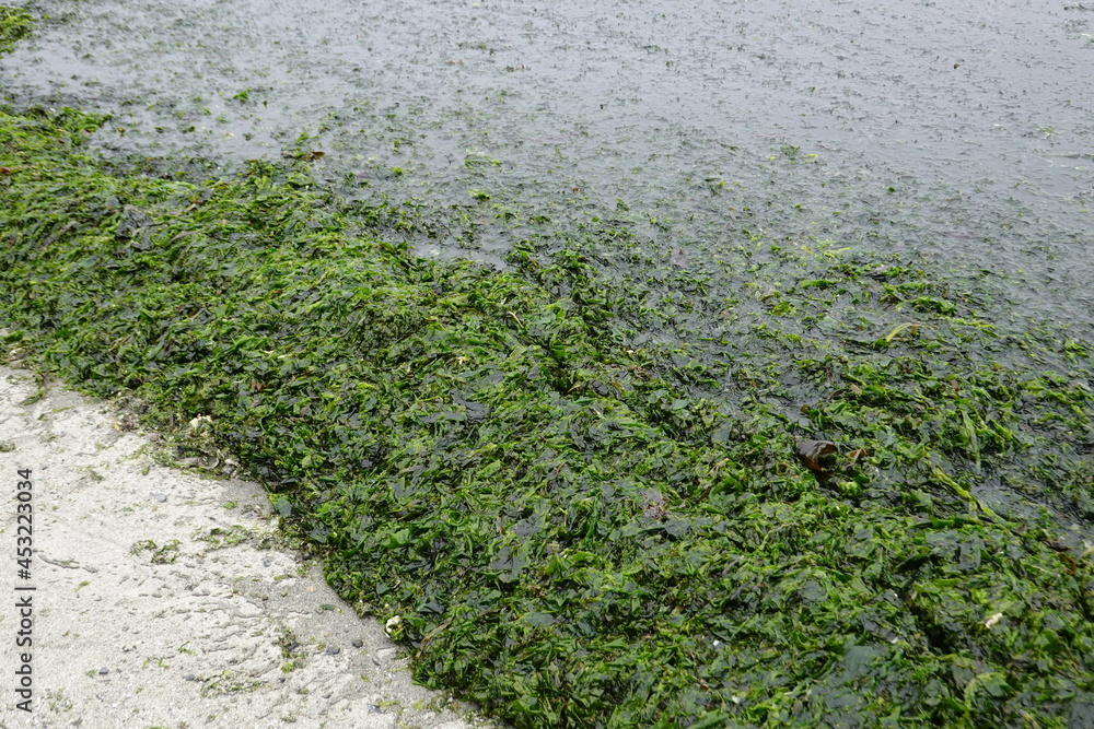 The green algae (singular: green alga) are a large, informal grouping ...