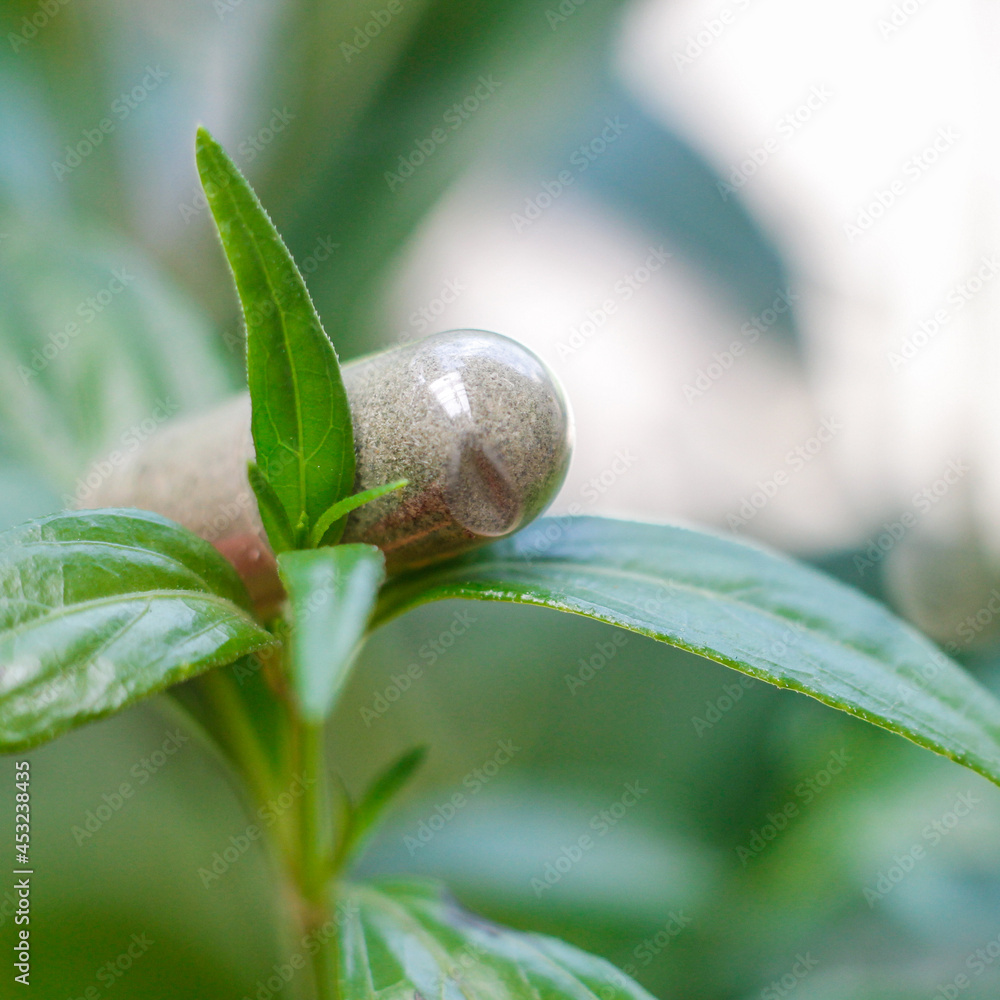 Andrographis Paniculata Green Chiretta (Sambiloto) for Medical Herb ...