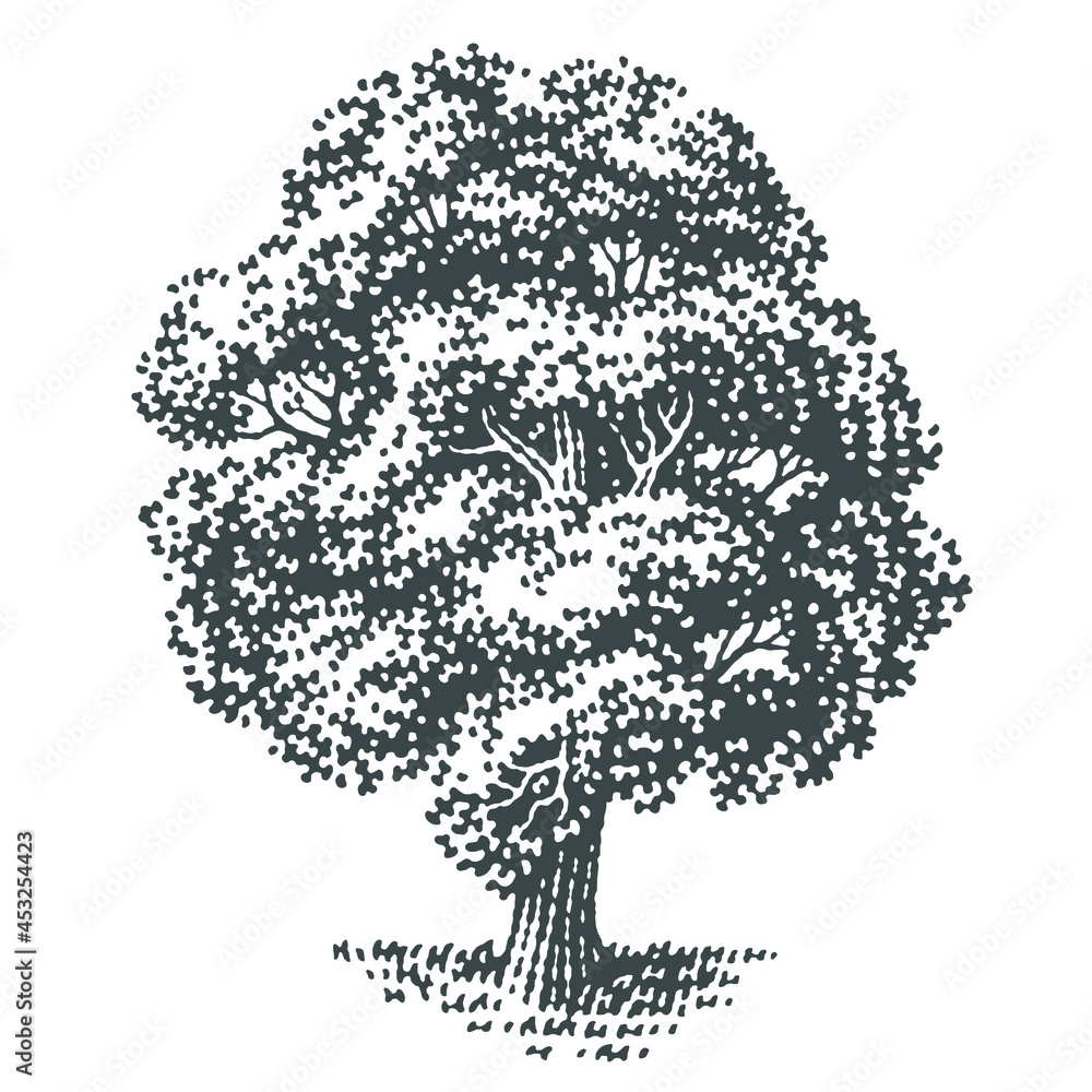 Engraved oak tree. Vector illustration of a fruit tree. Hand drawn ...