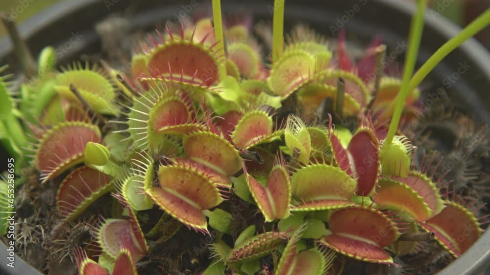 Stockvideon CLOSE UP, DOF: Detailed shot of a small venus flytrap ...