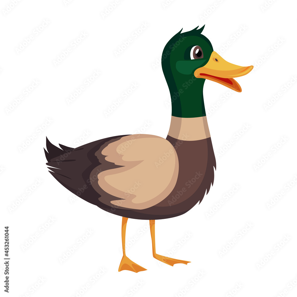 Mother or male mallard duck. Cute cartoon bird in cartoon style. Vector ...