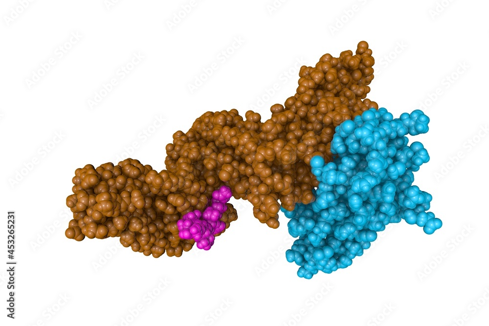 Space-filling molecular model of unbound interleukin-23 (IL-23), a ...