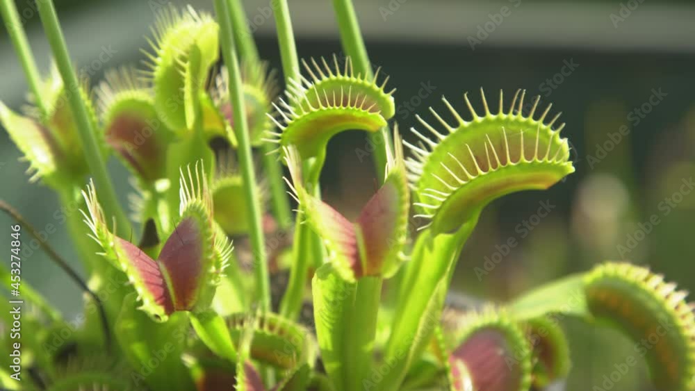 CLOSE UP, DOF: Carnivorous wildflower opens up small trap leaves with ...