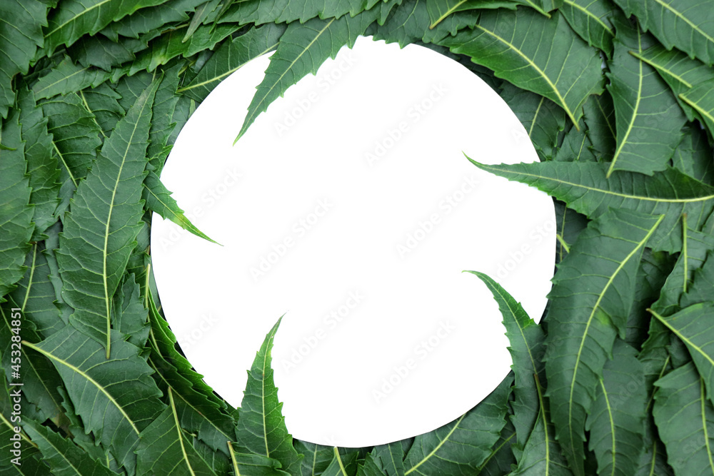 Green Neem Tree Leaves composition in a round shape isolated on white ...