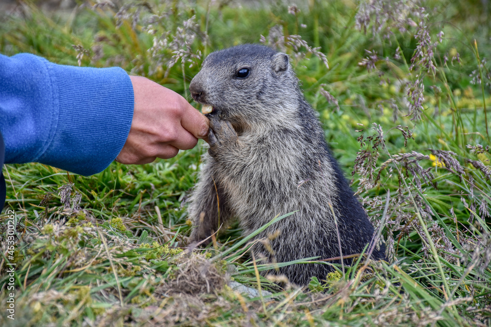 Murmeltier, Murmeltiere, Babymurmeltier, Murmeltierbaby, Jungtier, füttern, Futter, Hand, Pfote ...