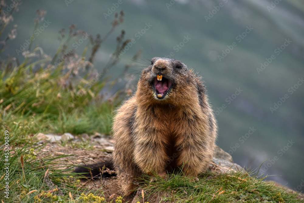 Murmeltier, Murmeltiere, Mankei, Munggen, Nagetier, Erdhörnchen ...