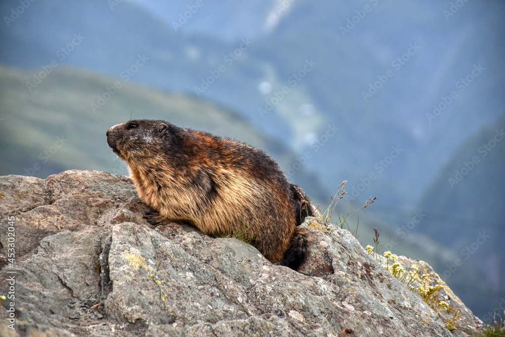 Murmeltier, Murmeltiere, Mankei, Munggen, Nagetier, Erdhörnchen ...